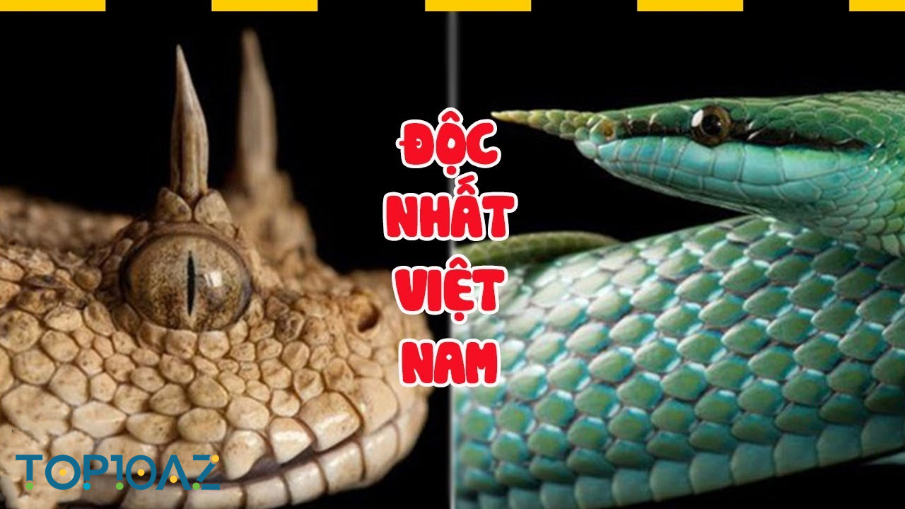 Top 10 Loài Rắn Độc Nhất Việt Nam - TOP10AZ